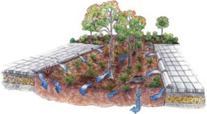 Rain garden - Center for Urban Waters